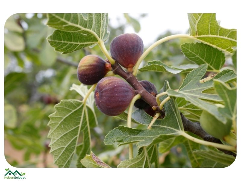 √ 11+ Khasiat Buah Tin: Kelezatan dan Manfaat yang Luar Biasa - Kebun ... √ 11+ Khasiat Buah Tin: Kelezatan dan Manfaat yang Luar Biasa - Kebun ...