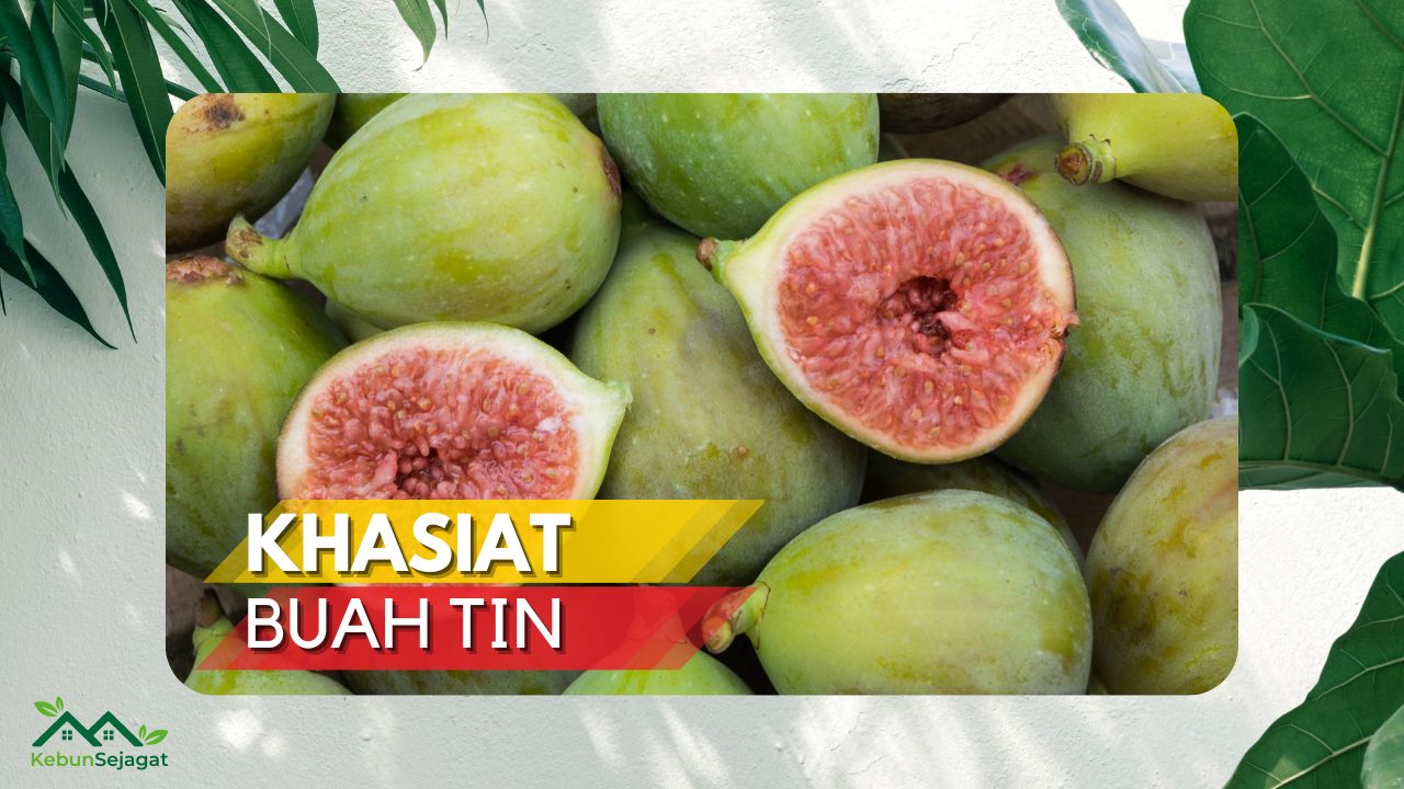 √ 11+ Khasiat Buah Tin: Kelezatan dan Manfaat yang Luar Biasa - Kebun ... √ 11+ Khasiat Buah Tin: Kelezatan dan Manfaat yang Luar Biasa - Kebun ...